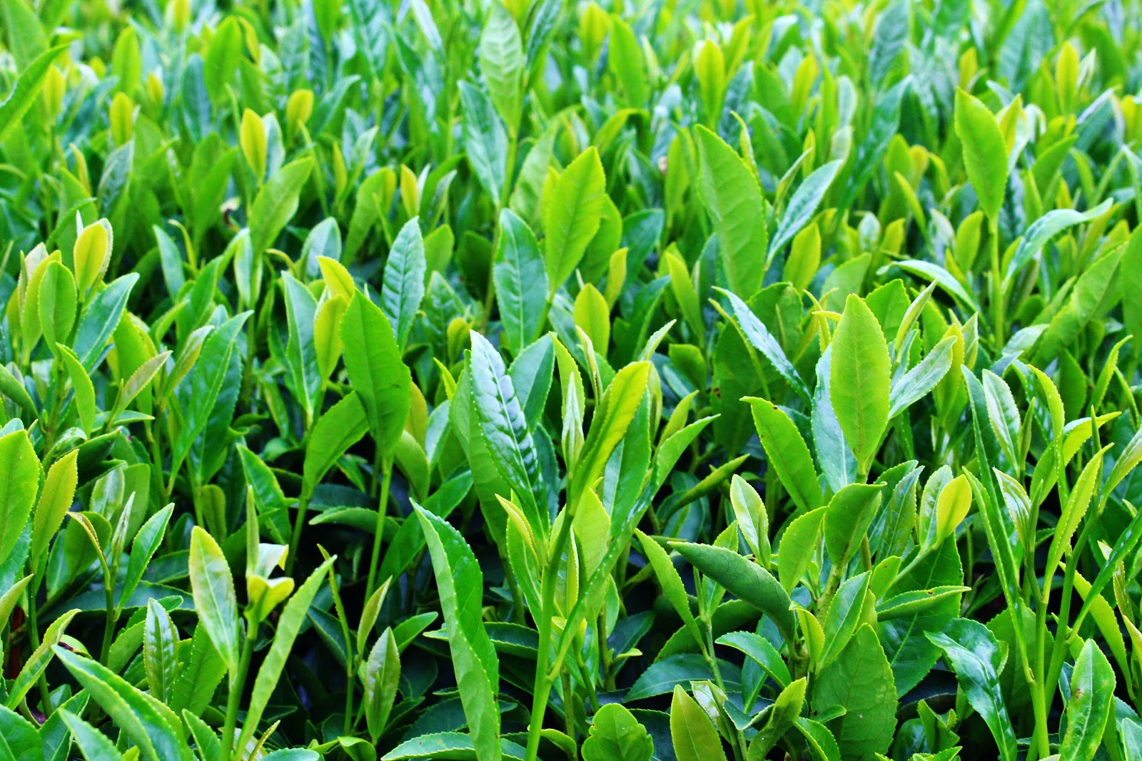 Dialogue project #4 “What is the tea culture of Kinan?” | KINAN ART WEEK